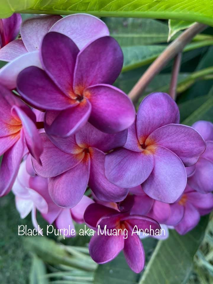 Uncommon / Rare Frangipani – Tropical Living QLD